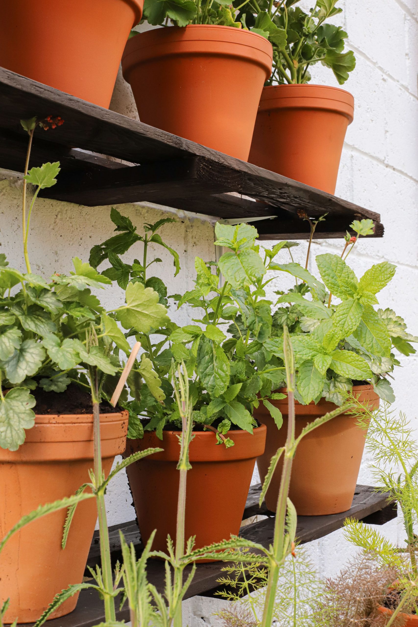 How to make a herbal tea garden - Dainty Dress Diaries