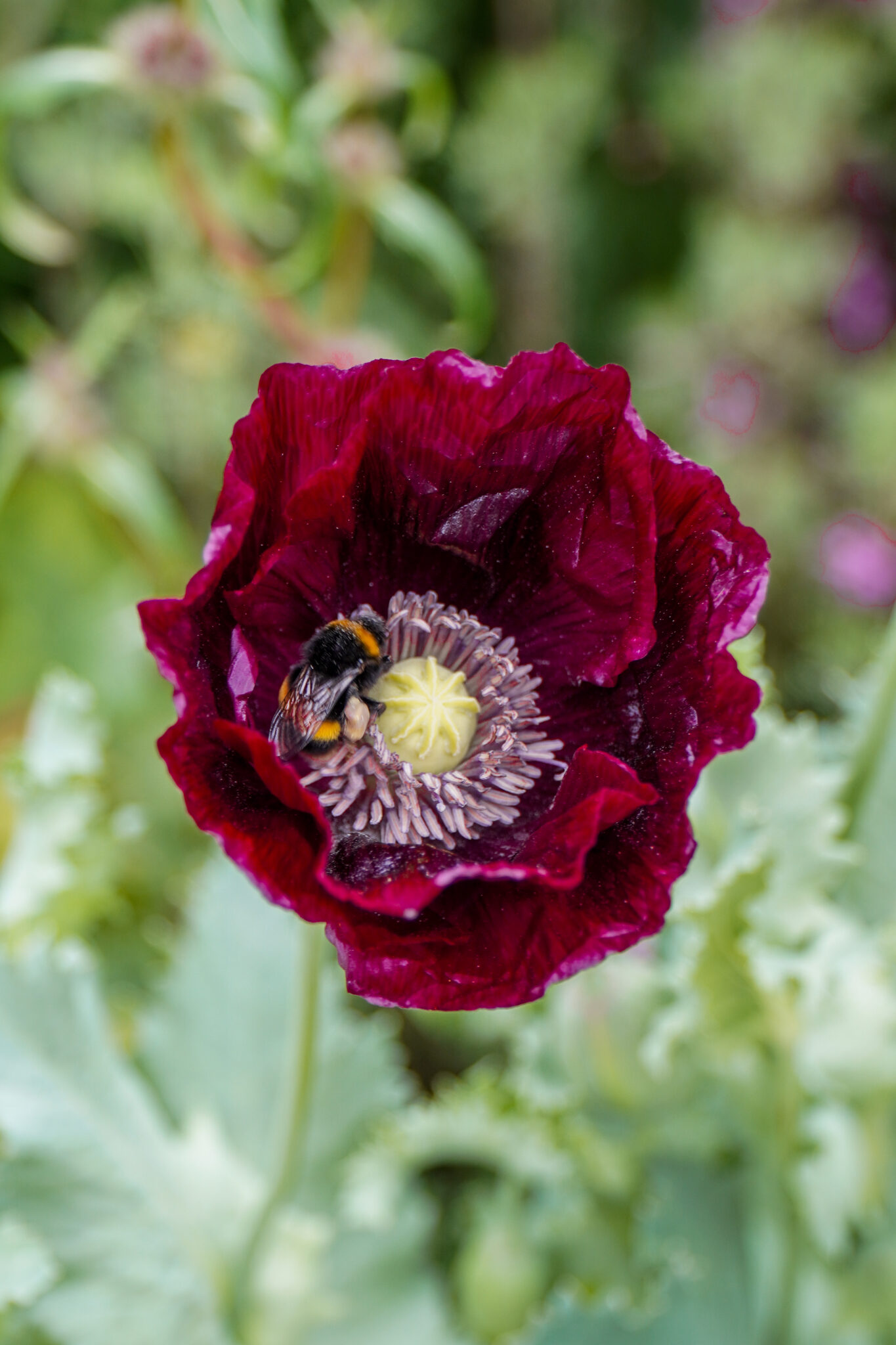 RHS Chelsea Flower Show - Guide To Getting Around