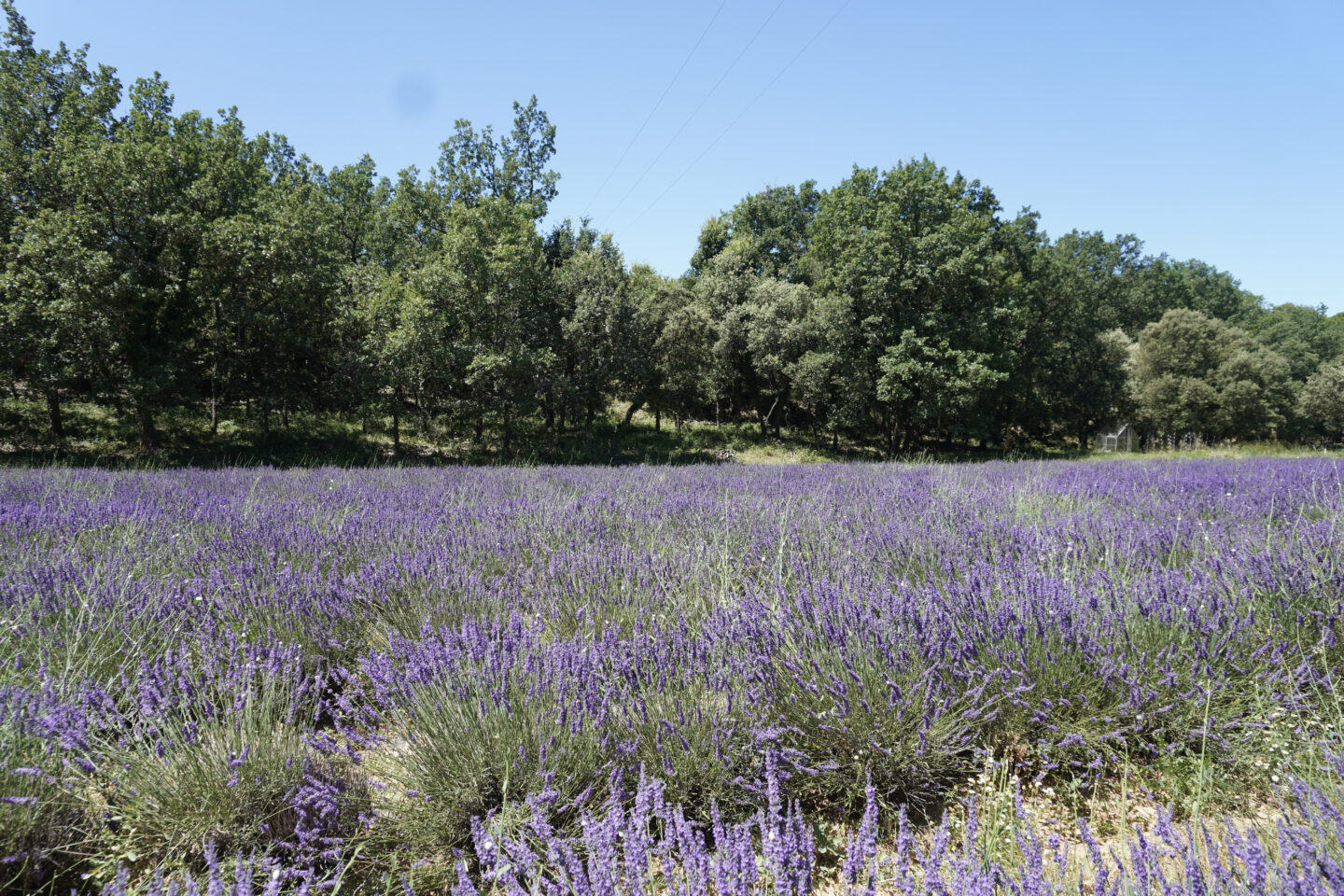 Making A Dried Lavender Wreath & Tips For Growing Lavender - Dainty ...
