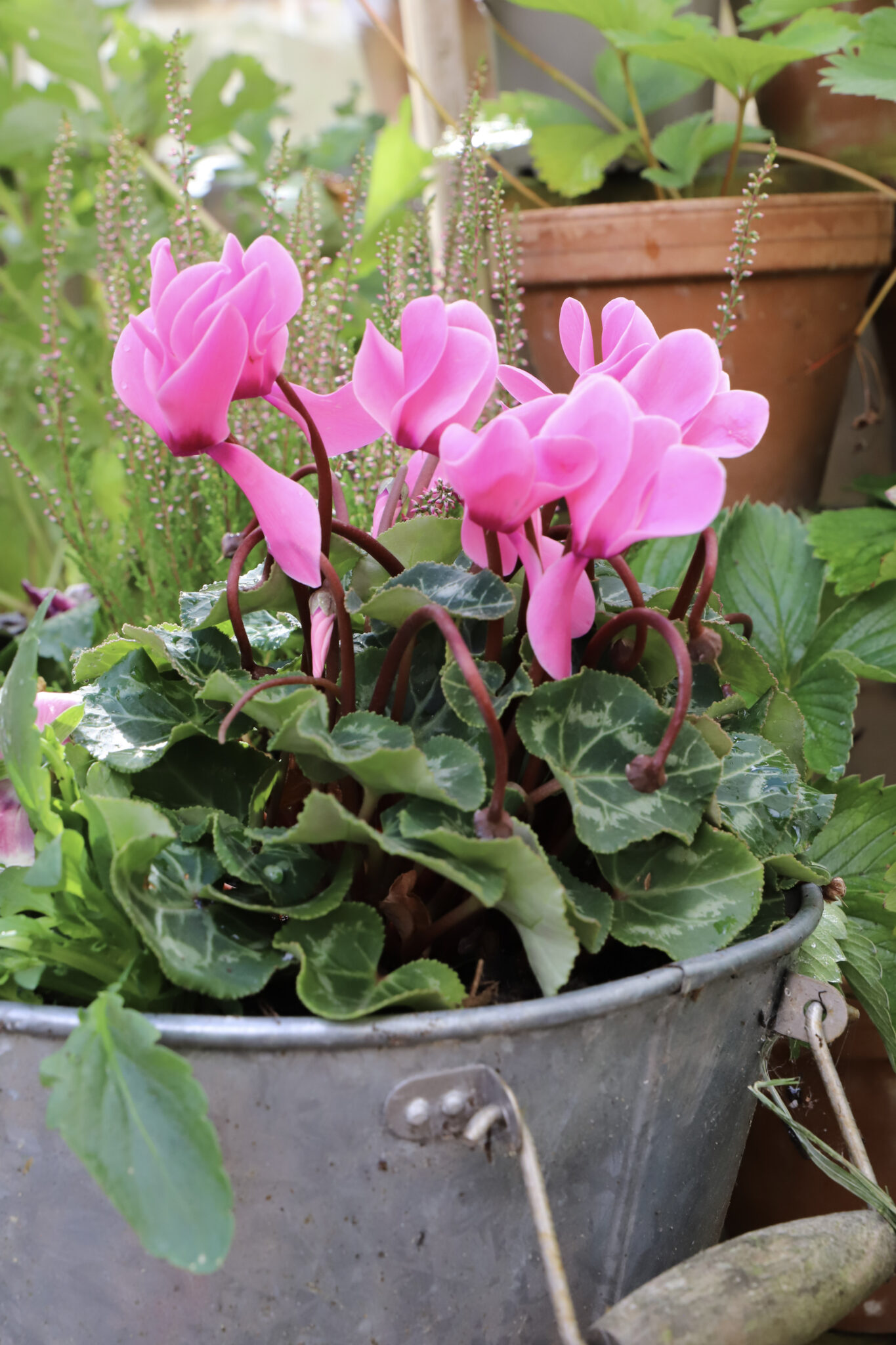 Container Gardening - Complete Beginner's Guide - Dainty Dress Diaries