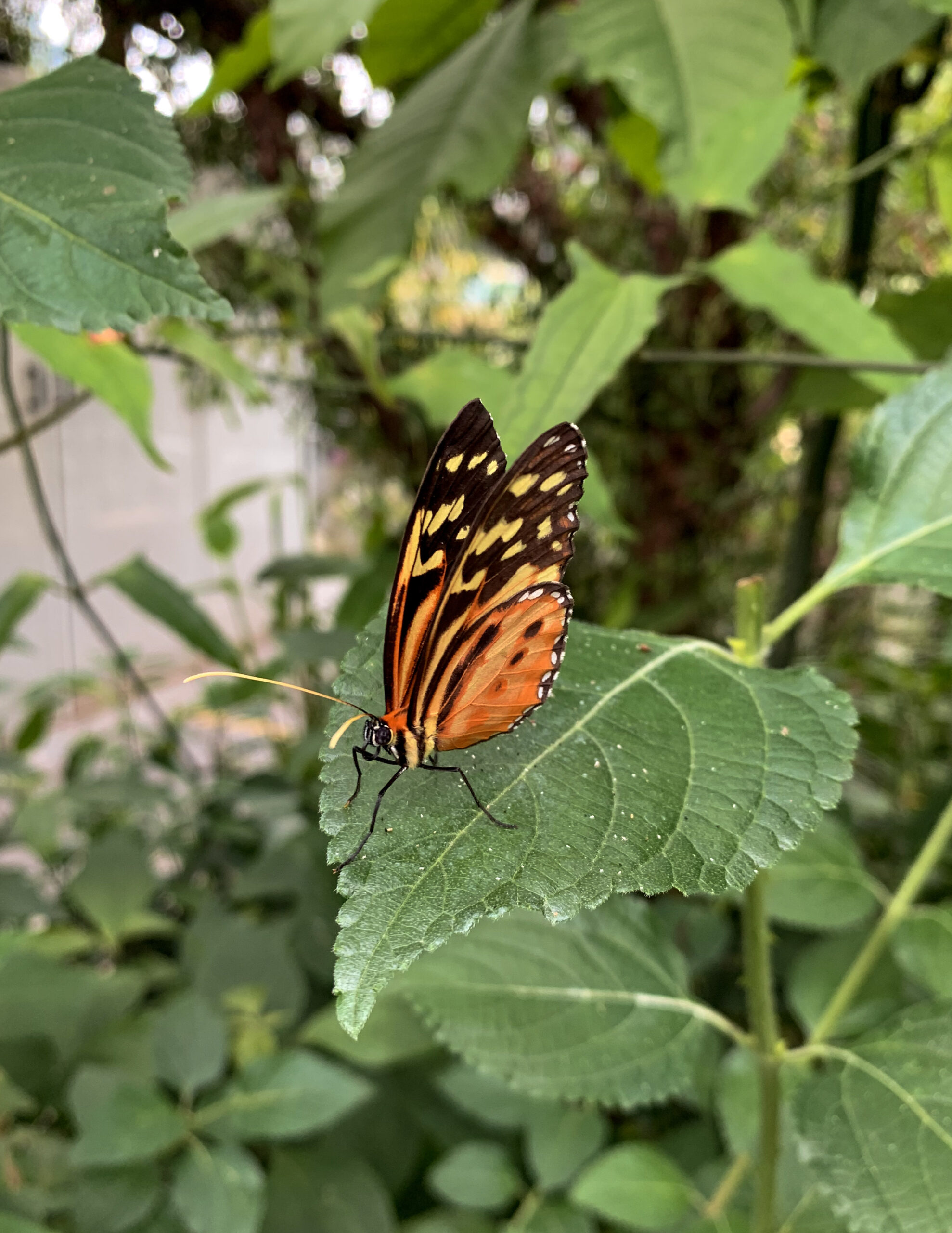 Gardening for Wildlife in Spring: Creating a Critter Haven - Dainty ...